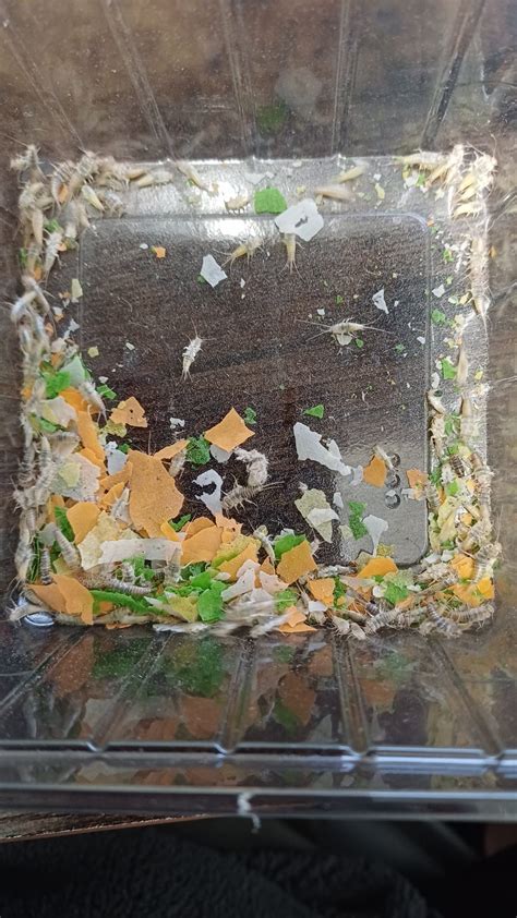 Firebrats Fantastic Frogs Firebrats Fantastic Frogs