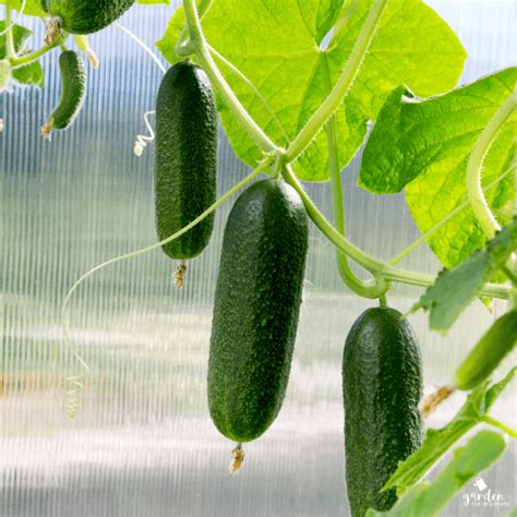 Plant Propagation A Beginners Guide Garden For Beginners