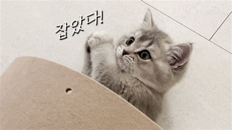 Vlogㅣ커튼의 재미를 알아버렸지요ㅣ축구 보는 아기고양이ㅣ몸무게 재기 Youtube