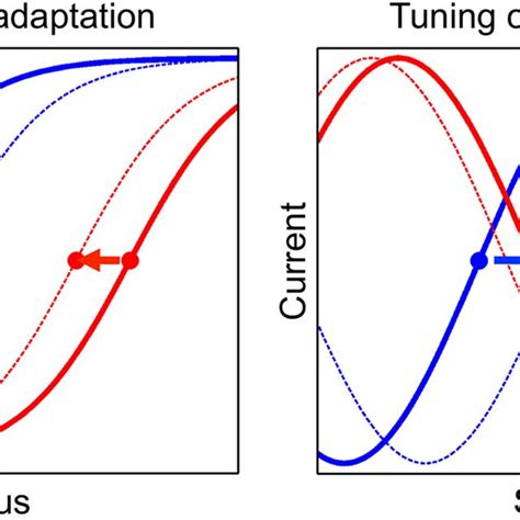 The Adaptation Mechanism By Which Tuning Curves Of Neurons Are Download Scientific Diagram