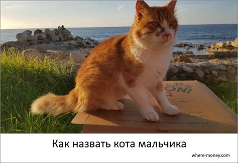 Как назвать кота мальчика ласково красивые имена для котят