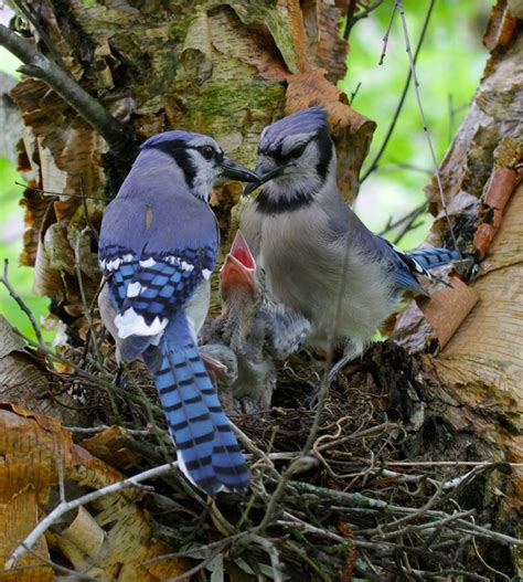 Blue Jay Nests A Rare Glimpse