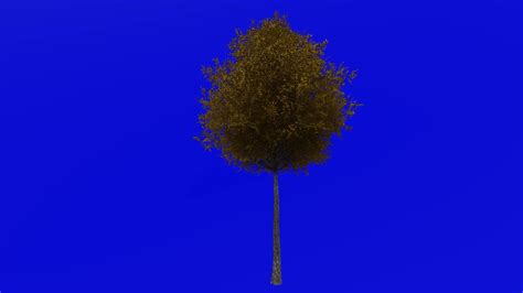 Tree Animation Loop Live Oak Tree Southern Live Oak Quercus Virginiana Green Screen