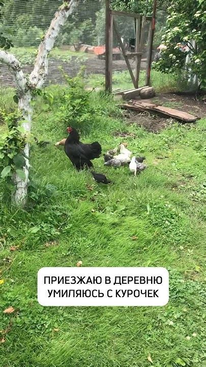 Дедушка не дедушка Youtube