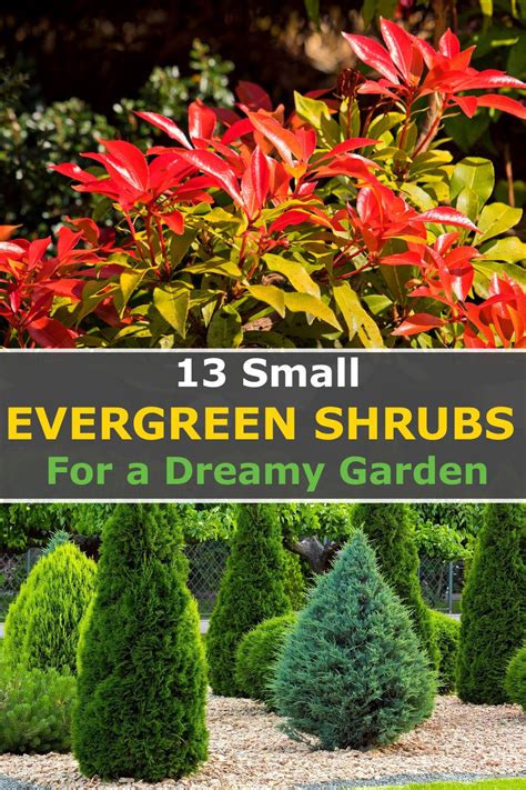 13 Small Evergreen Shrubs For A Dreamy Landscape Artofit