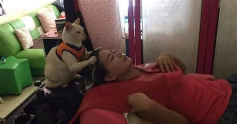 Earning Your Catnip Imgur