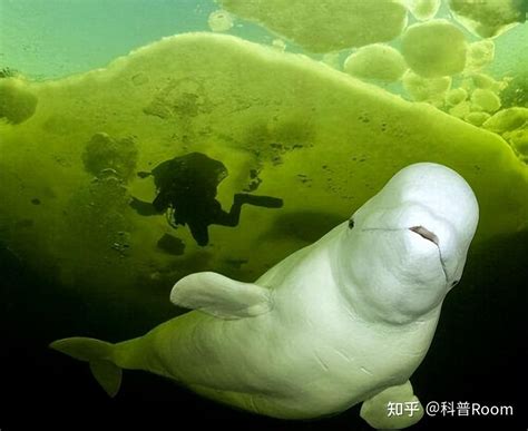 喂食冰块只是解暑？探秘白鲸与冰的关系 知乎