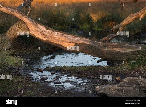 Trees Damaged By Flooding And Climate Change Stock Photo Alamy