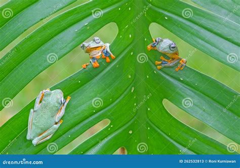 Flying Frog Javan Tree Frog Rhacophorus Reinwartii Stock Image Image Of Jungle Habitat