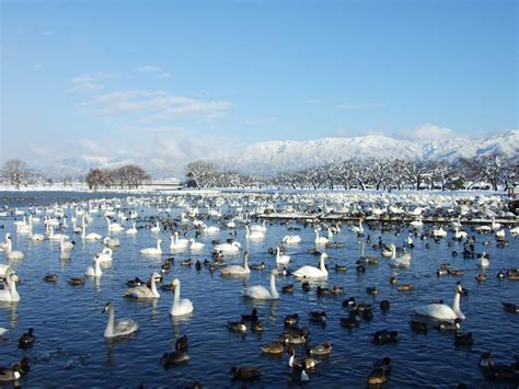 新潟県阿賀野市には11月になると毎年約5 000羽の白鳥が訪れる瓢湖という湖があります冬には一面雪景色の中白鳥を観察することができ