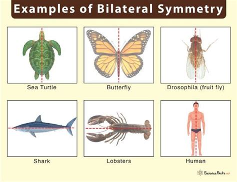 Examplea Of Bilateral Symmetry