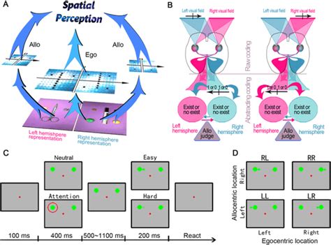 Schematic Of Spatial Perception Based On Egocentric And Allocentric Download Scientific Diagram