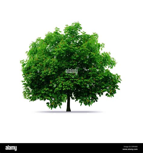 Tree With Green Leaves Isolated On White Stock Photo Alamy