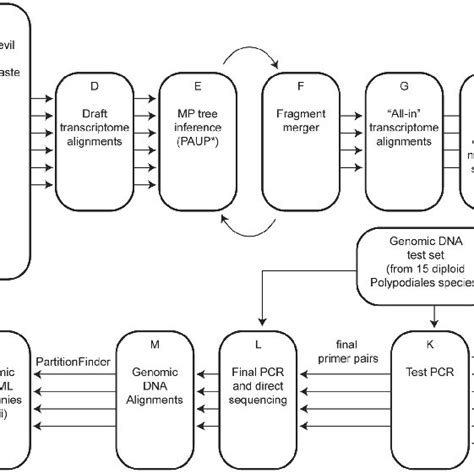 Transcriptome Mining Workflow Redrawn From Rothfels And Al 2013