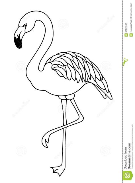 Flamingo Clip Art And Drawings