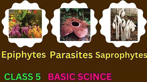 Class5 Basic Science Epiphytes Parasites Saprophytes Youtube
