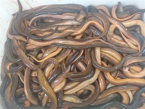 ကျိုက်လတ်မှ ရန်ကုန်ဈေးကွက်သို့ နိုဝင်ဘာလအတွင်း ငါးရှဉ့်ပိဿာချိန် ၆၅၀၀၀ တင်ပို့ရောင်းချရန်ကုန်မ