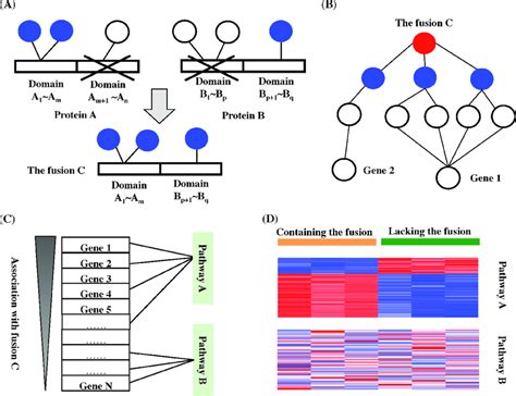 The Domain Based Network Approach A Prediction Of Molecular Download Scientific Diagram