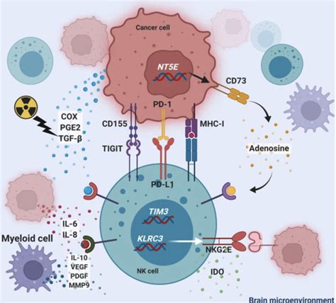 顶级期刊报道！ Nk细胞，一种有前途的脑肿瘤新疗法