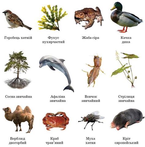 Практична робота Визначення ознак адаптованості різних організмів до середовища існування