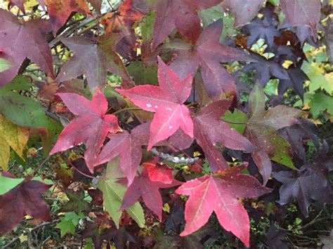 Liquidambar Styraciflua American Sweet Gum Redgum Red Sweet Gum