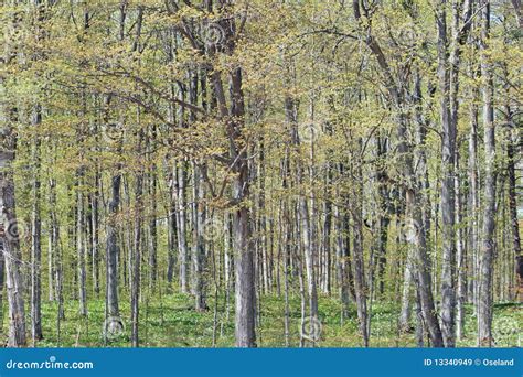 Spring Maple Trees Stock Image Image Of Season Background