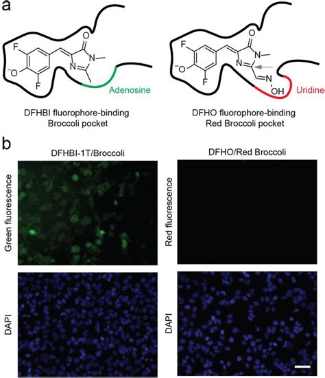 Figure 1 From Imaging Intracellular Sam Dynamics In Live Mammalian