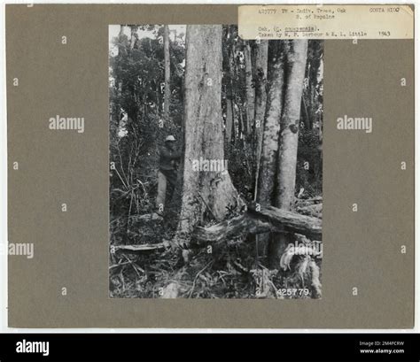 Tree Identification Oak To Oak Bear Photographs Relating To