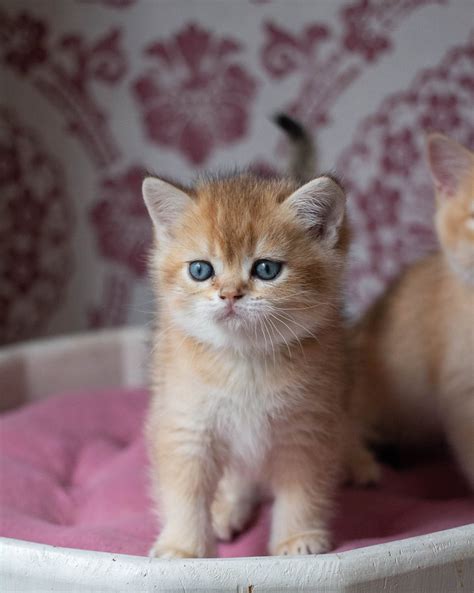 Ветеринарна клиника Виа Вет Медика София Sofia