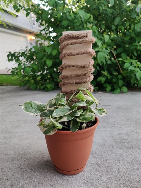 My First Pothos Rpothos