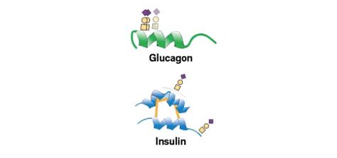 Peptide Hormones Definition Types And Examples I Notesbard