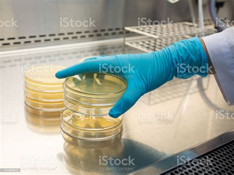 실험실에서 항생제를 검사하기 위한 페트리 접시클로즈업 샷 Stem 주제에 대한 스톡 사진 및 기타 이미지 Stem 주제 건강 검진 건강관리와 의술 Istock