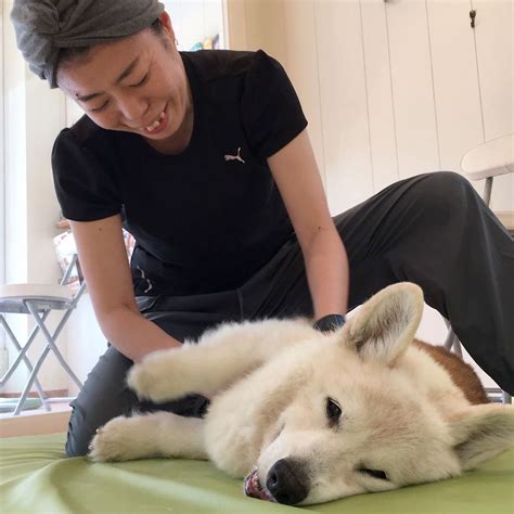 整体師 犬と人の訪問整体 犬とあるこ