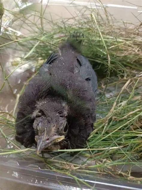 看到掉地上的小鸟怎么办？它或在练习飞翔，尽量不干预！ 知乎