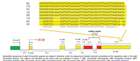 Nucleotide Sequence Comparison Of The Fifth Exon In The H3 3b Genes Of Download Scientific