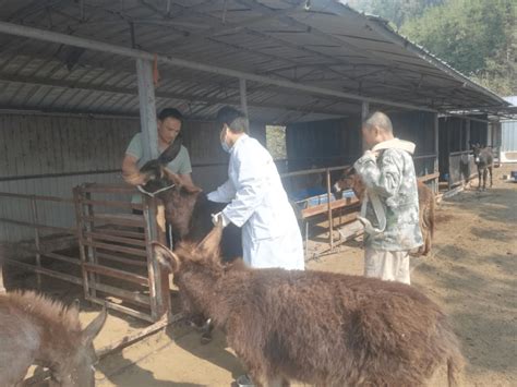 户育乡联合瑞丽市重大动物疫病预防控制中心开展马传染性贫血监测采样工作马属马传贫