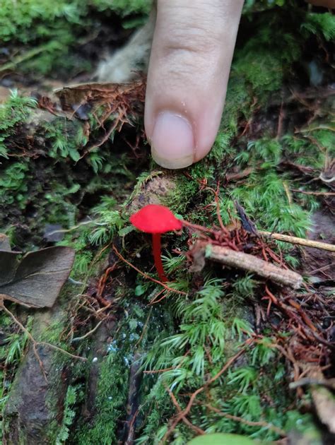 Can You Please Help Me Id Rmycology