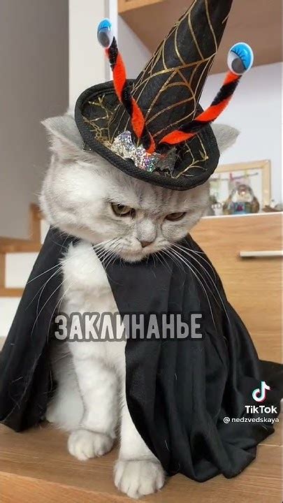 Я пушистый Маленький волшебник Youtube