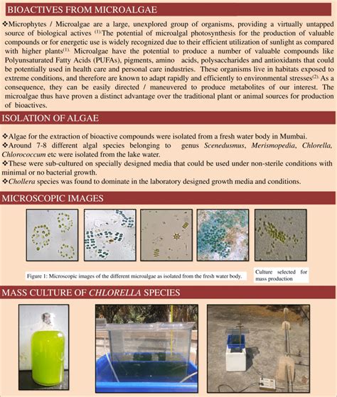 Mass Culture Of The Algae Using 500 Ml Of The Culture And 4 Litre Of