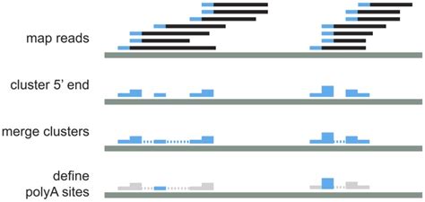 Schematic Representation Of Read Processing And Clustering Download
