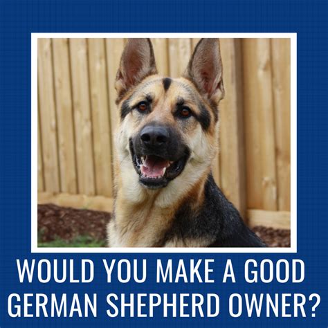 How To Make My German Shepherd Listen To Me