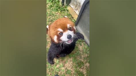 세상에서 제일 귀여운 깡패 Youtube