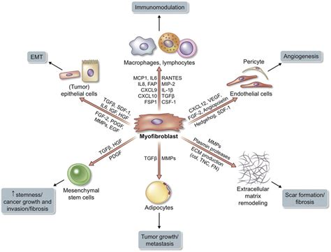 Function And Crosstalk Of Myofibroblasts In Fibrotic Microenvironment Download Scientific