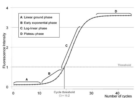 Phases Of The Real Time Amplification Curve That Represents The