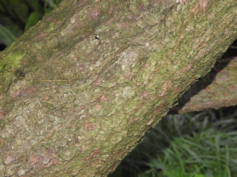 Pinus Strobus Nana Dwarf Eastern White Pine Eastern White Pine