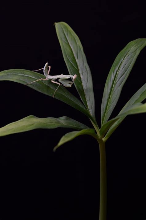 Hierodula Transcaucasica R Mantids