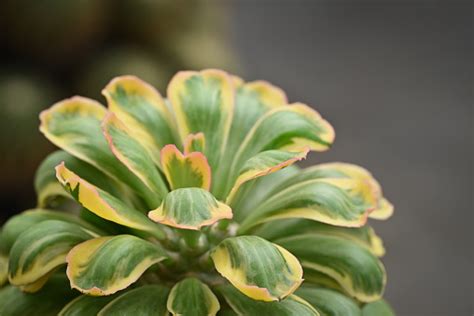 Euphorbia의 클로즈업 눈에 띄는 녹색과 노란색 잎을 가진 잡색의 다육 식물 식물 장식용 원예에 사용되는 독특한 패턴과 가뭄 저항으로 유명합니다 0명에 대한 스톡 사진
