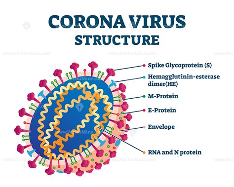 Diagram Of A Virus Structure Types Of Viruses Vector Illustr