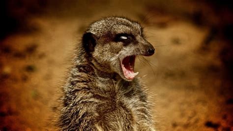 Mongoose Wallpapers Wallpaper Cave