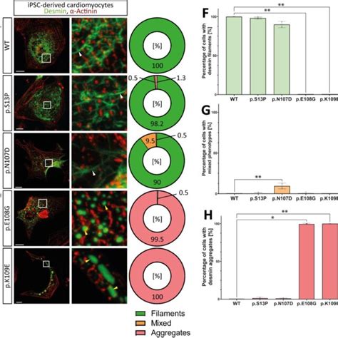 C Kit Mutation At Exon Kit 10 1621a C Met541leu Missense Mutation Download Scientific Diagram